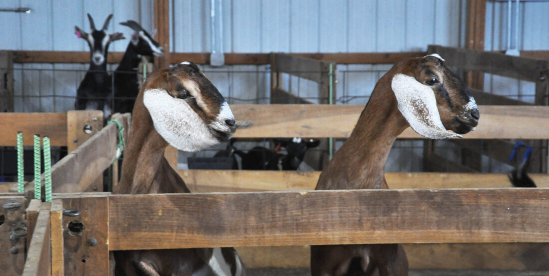 The fun carries on: Barlow Fair continues | News, Sports, Jobs ...